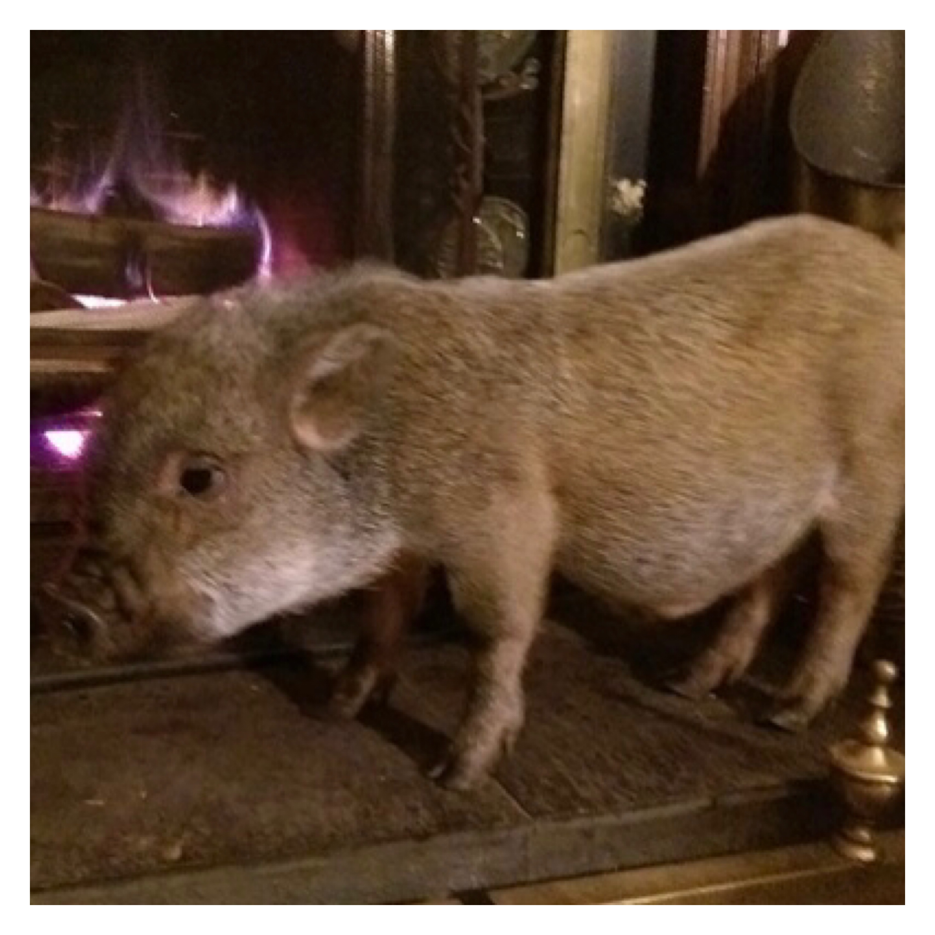 Pigs in zen… | Something in the way she moves…